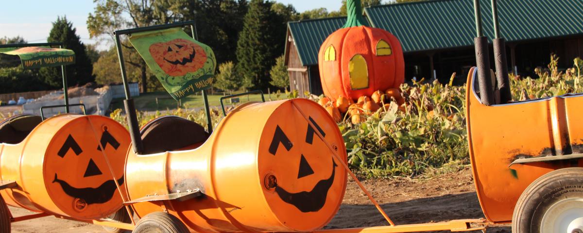 Home | Pumpkin Land